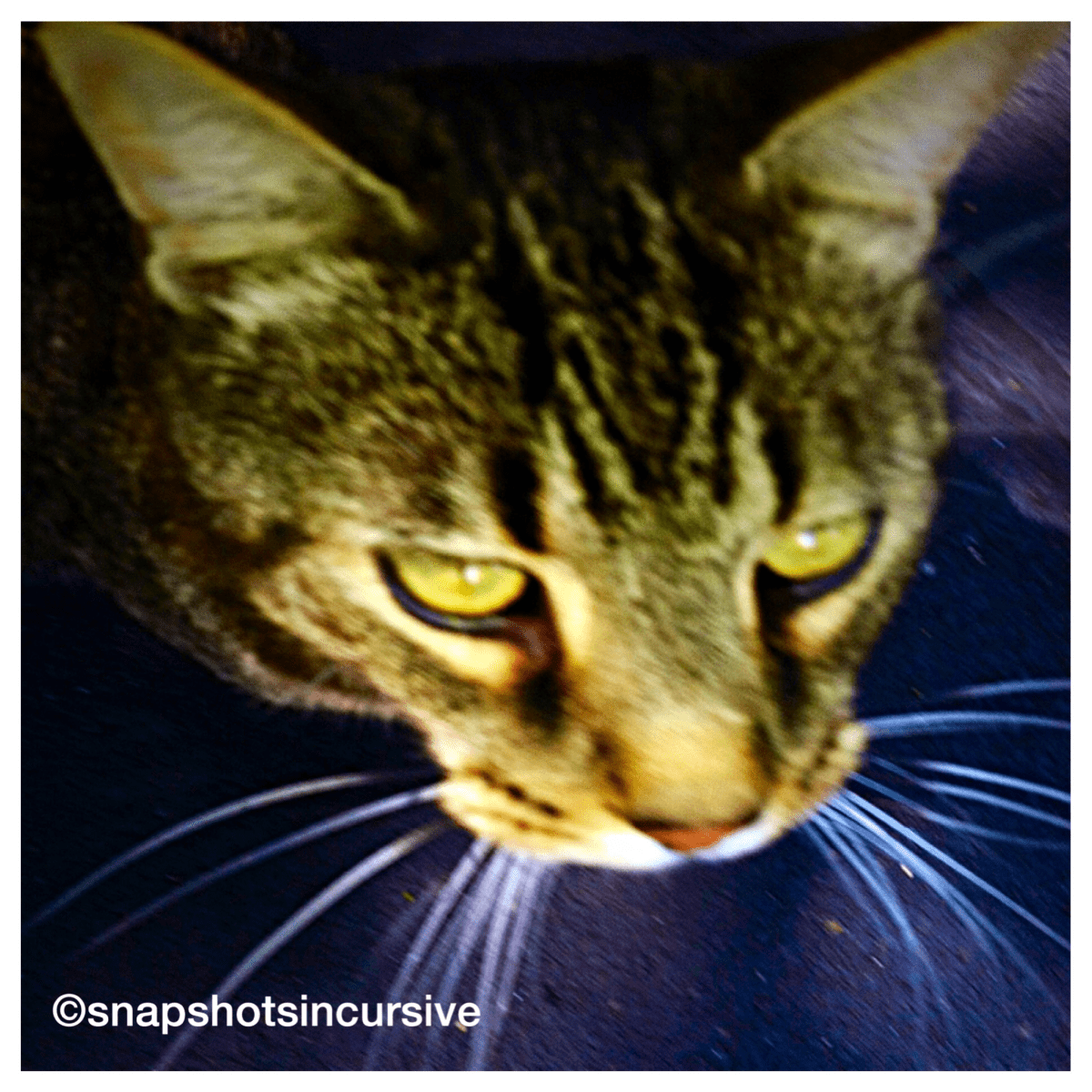 Stubby, the Cat | snapshotsincursive