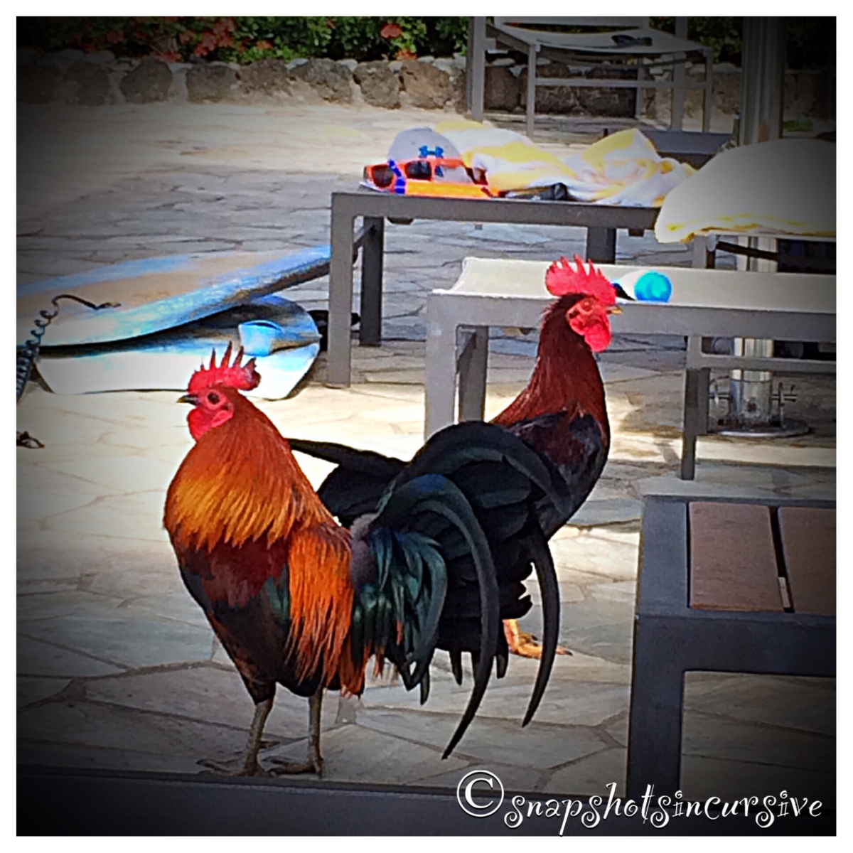 Do the Chicken Dance | snapshotsincursive