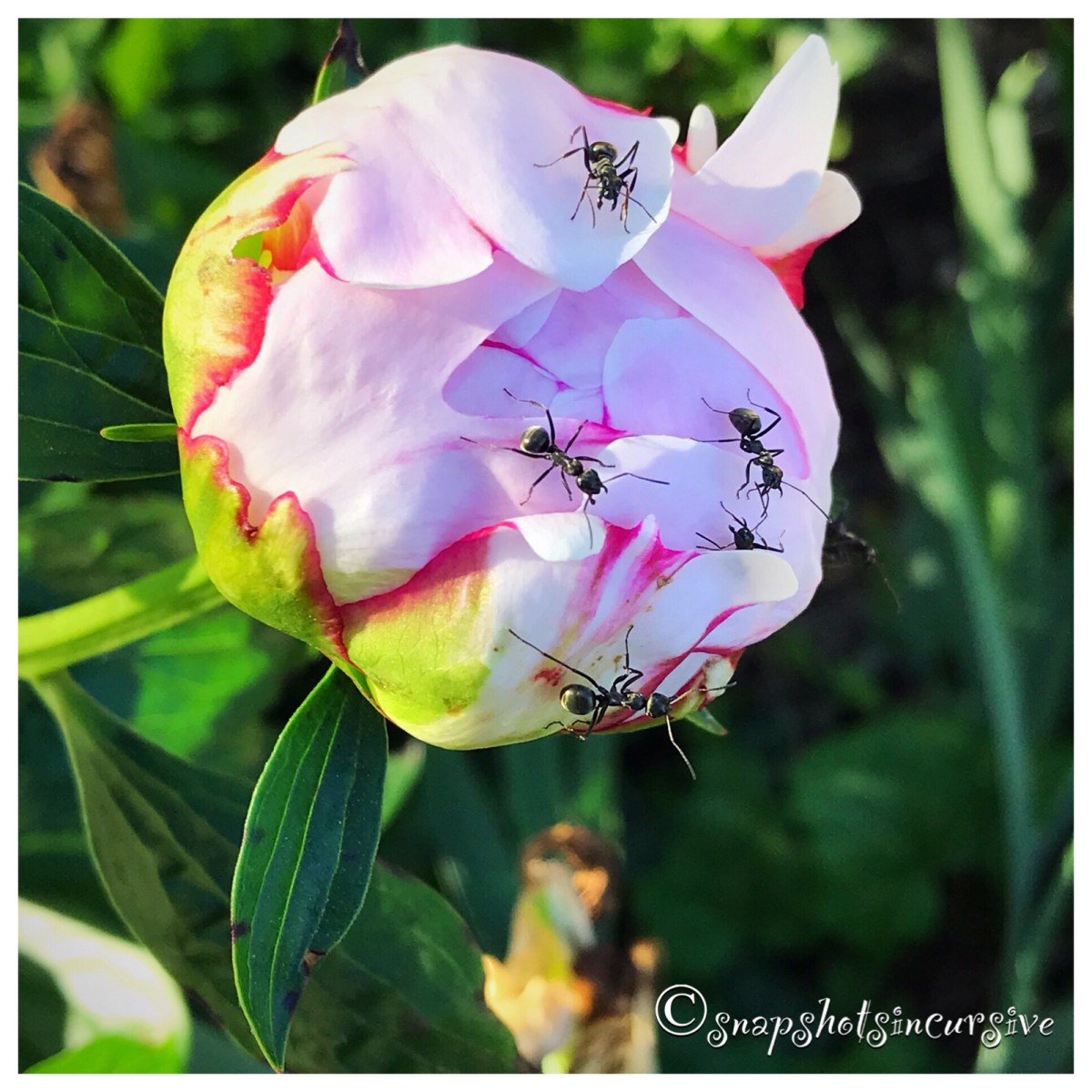 Life is Bliss | snapshotsincursive