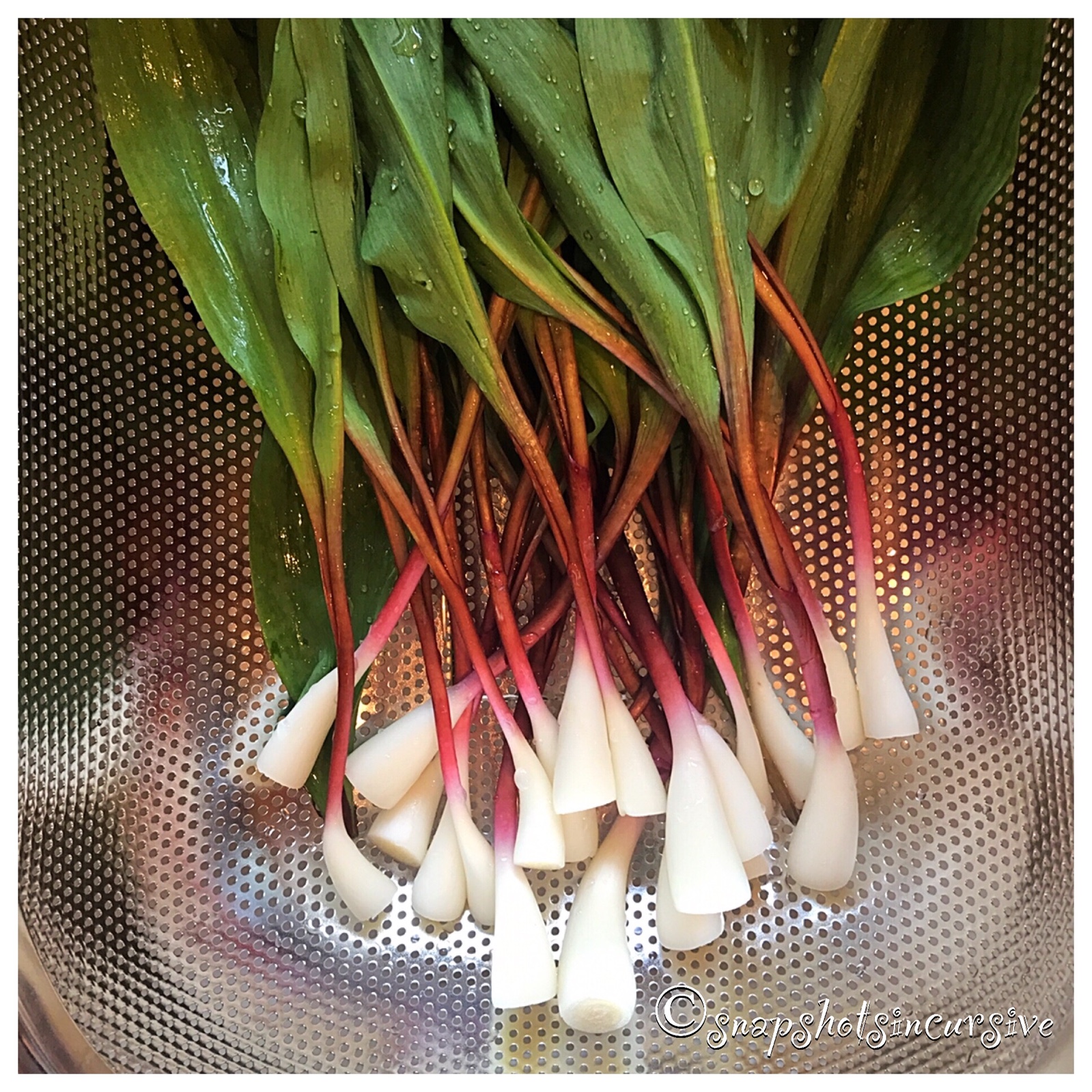 Wild, Wild Ramps | snapshotsincursive