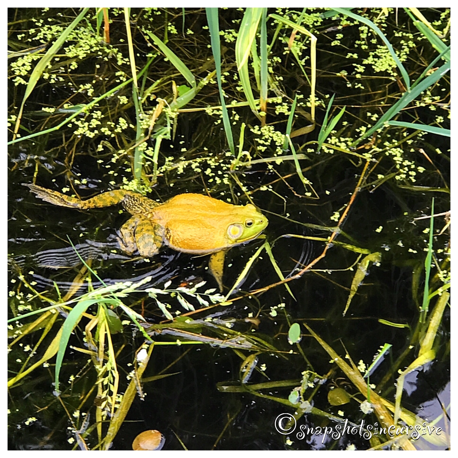 Ribbit, Croak, Bark, and Grunt | snapshotsincursive
