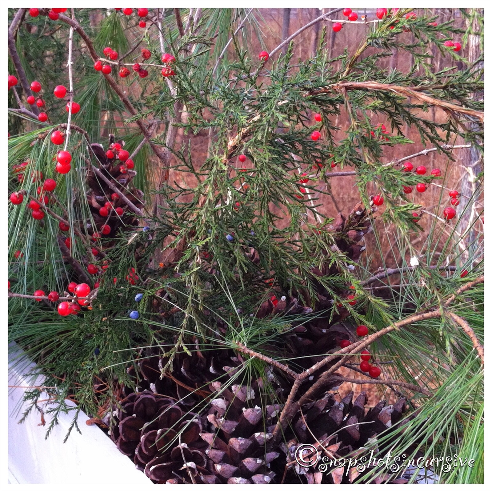Forests of Silver Pine | snapshotsincursive