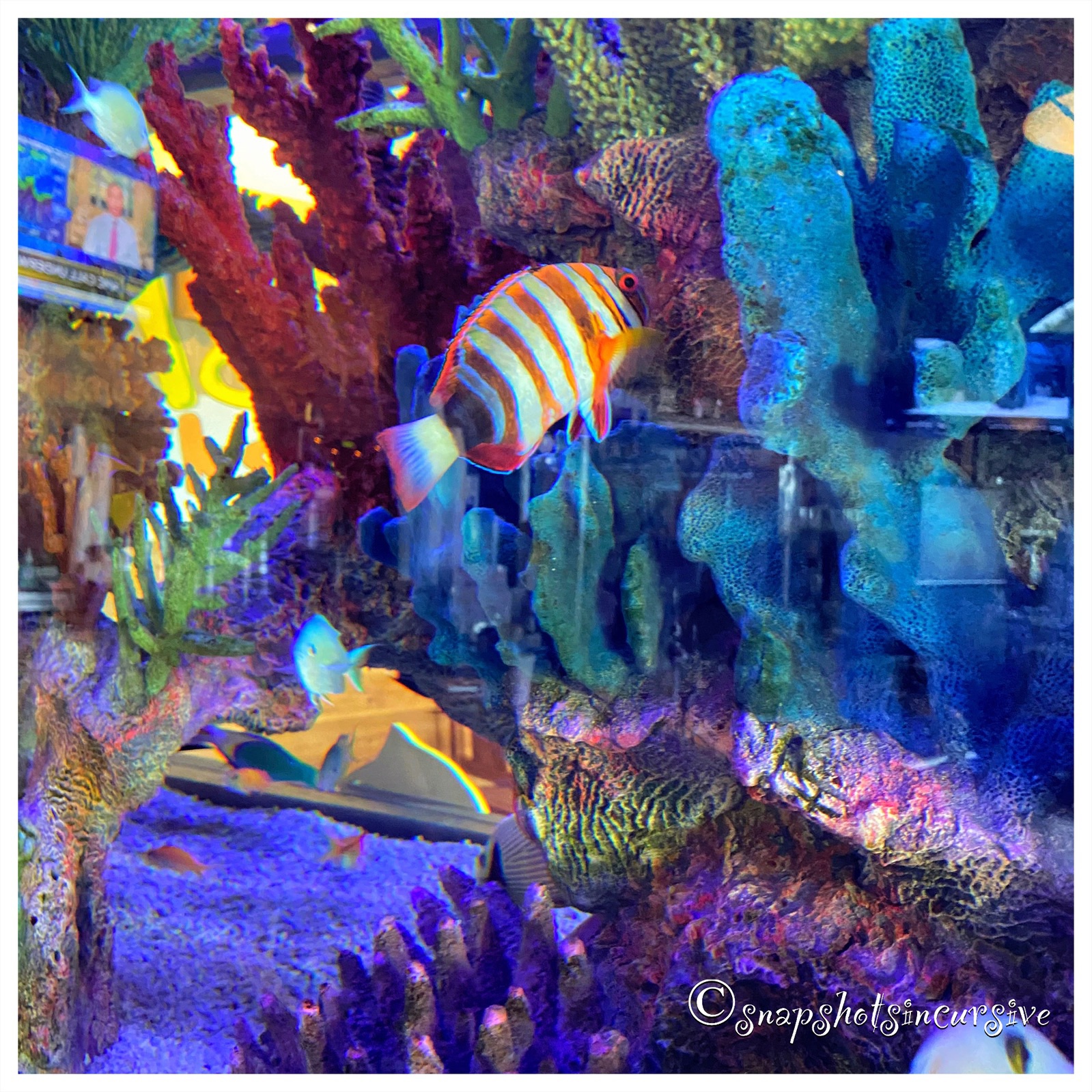 Act Like a Fish | snapshotsincursive