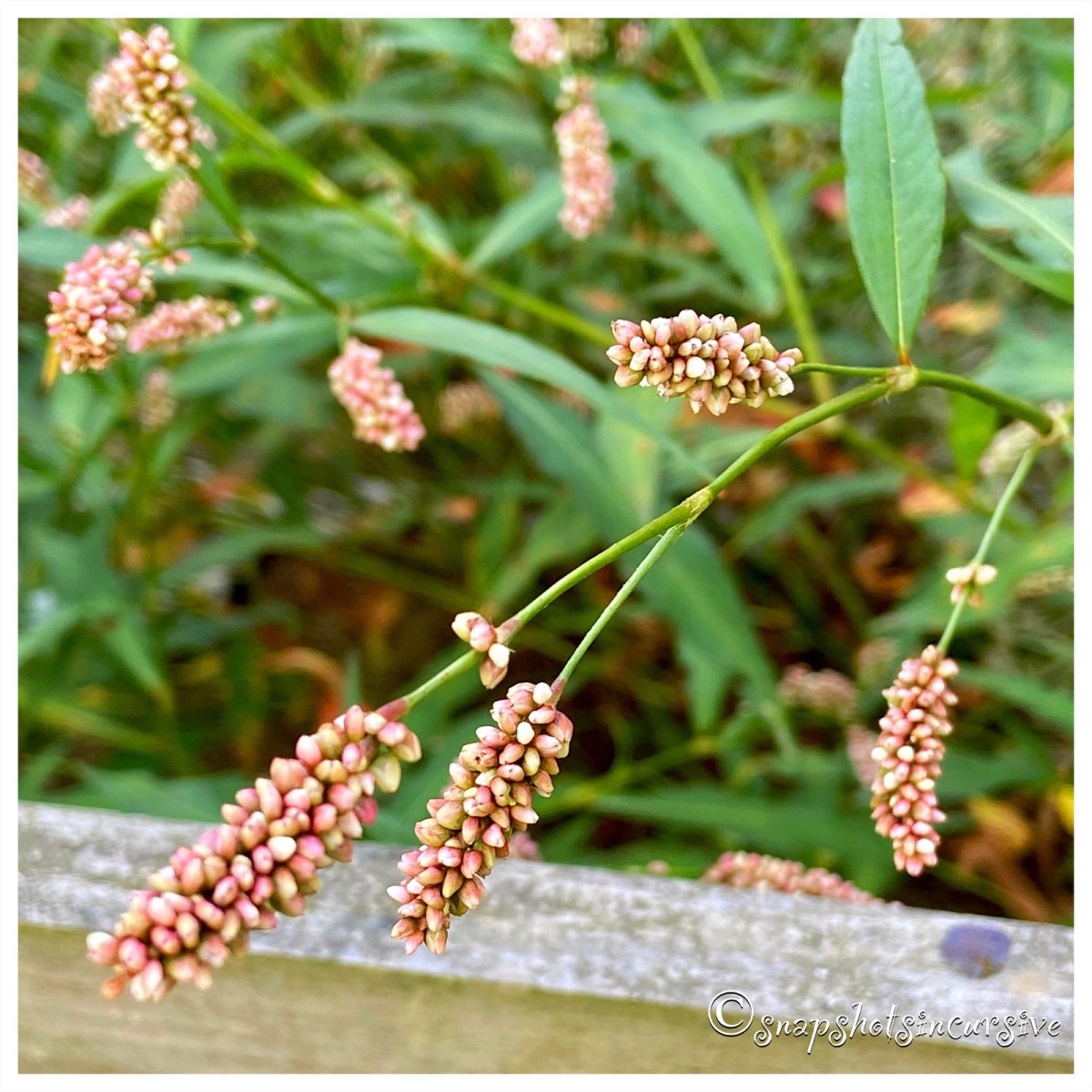 Live Fearlessly | snapshotsincursive