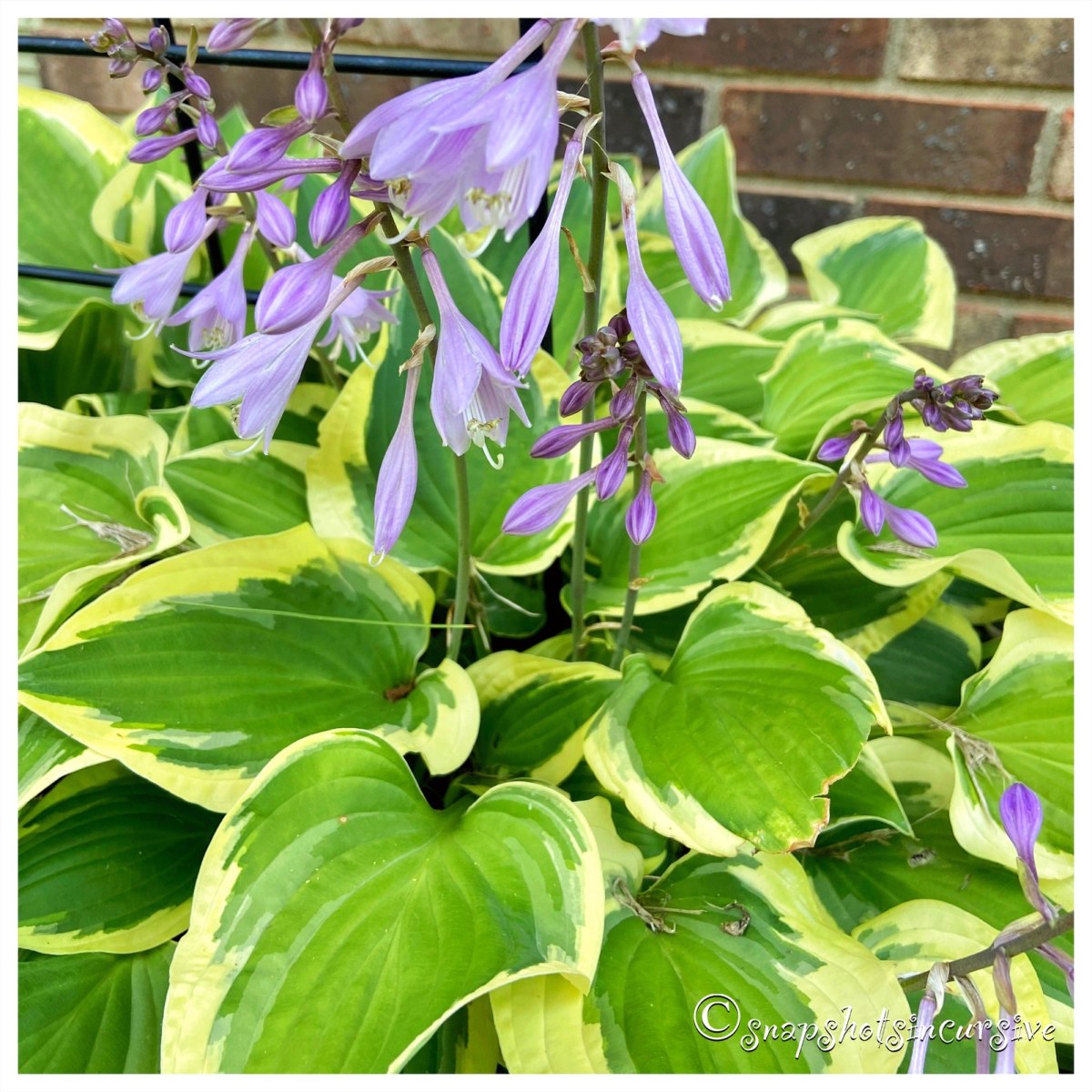 Hit the Pause Button | snapshotsincursive